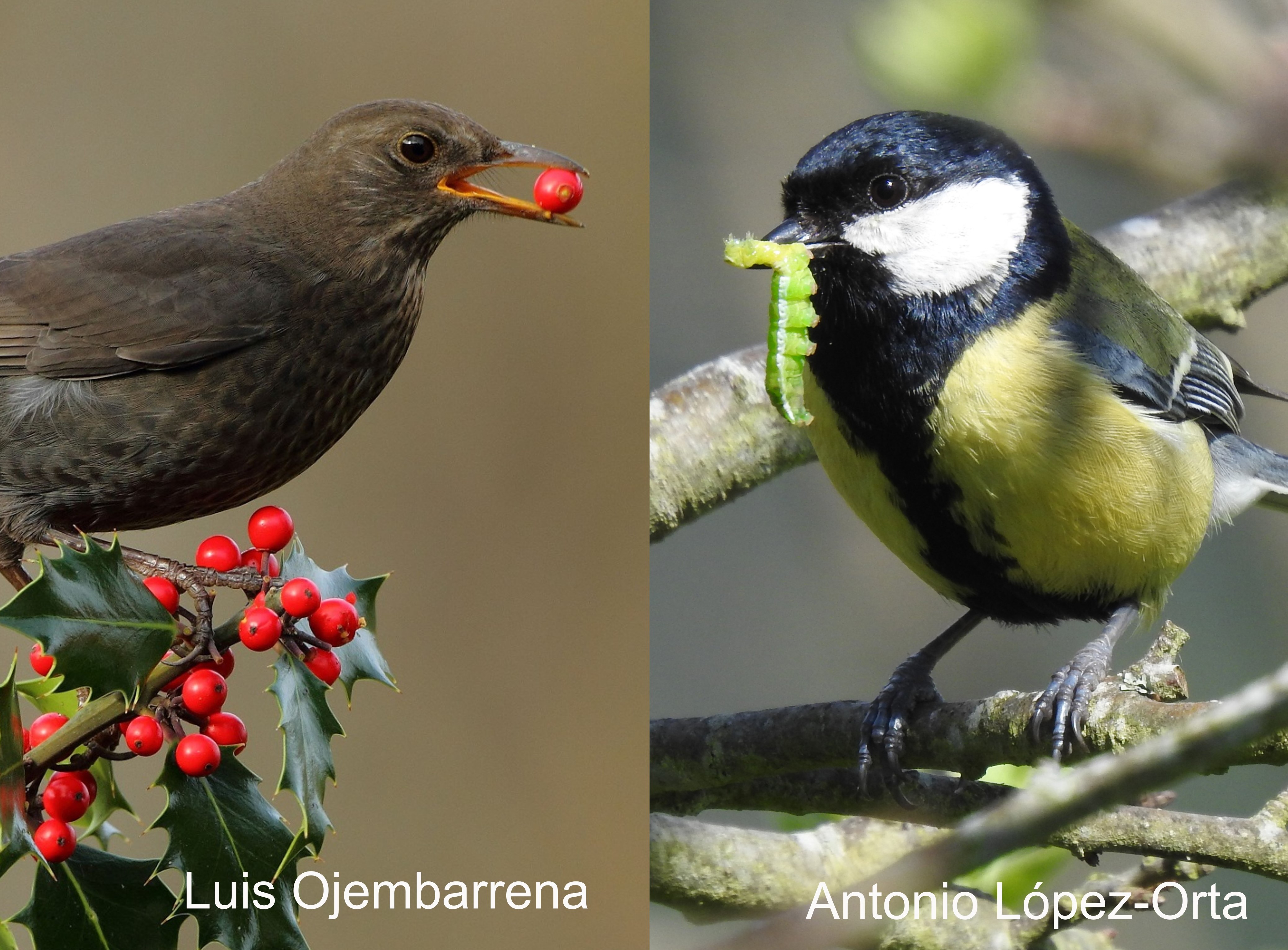 New Publication: Do birds connect different ecosystem services in ...